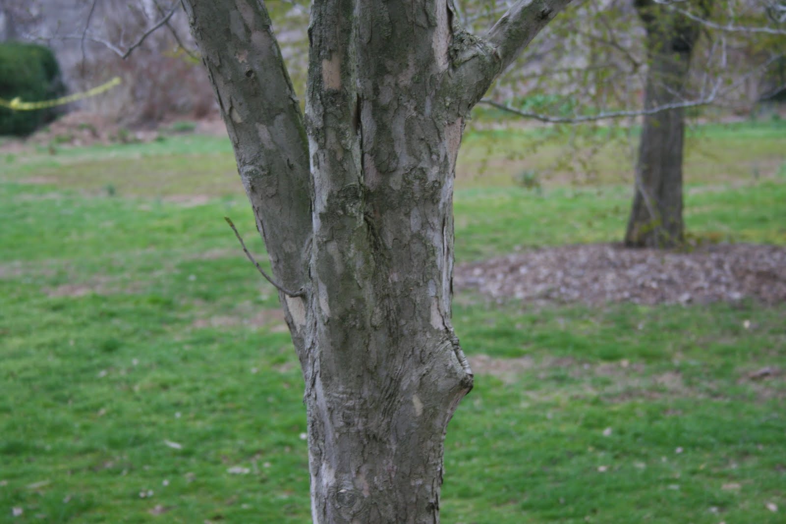 Field Journal for Trees in the City Course: Tree 13: Winter King Green ...