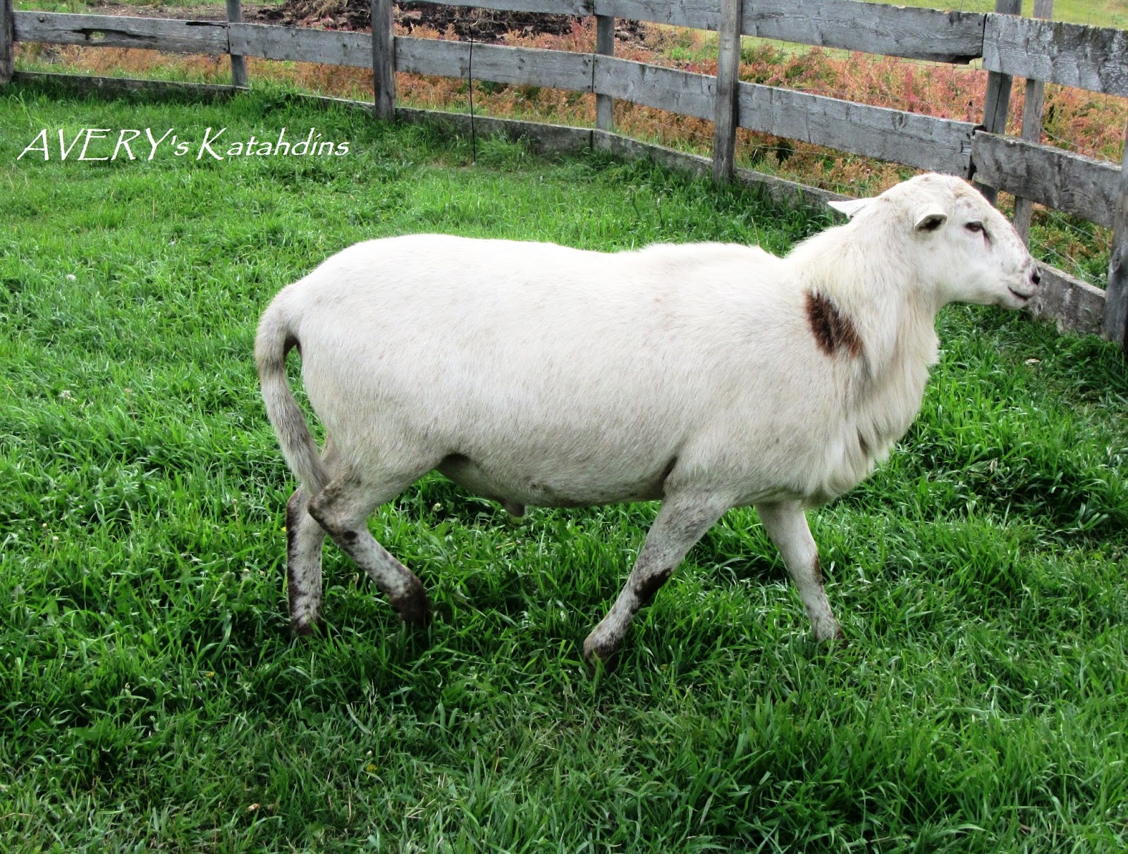 AVERY's KATAHDIN SHEEP: 7 Outstanding Yearling Ram Lambs for Sale