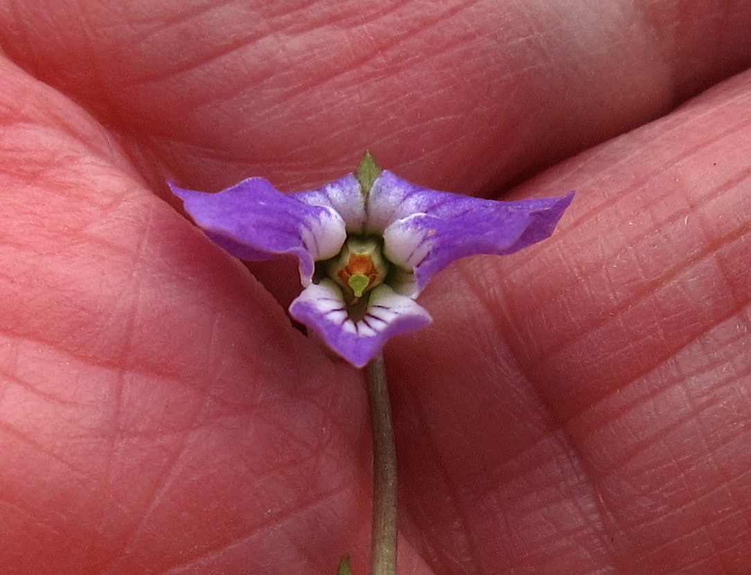 Saratoga woods and waterways: Swamp Slogging With Evelyn