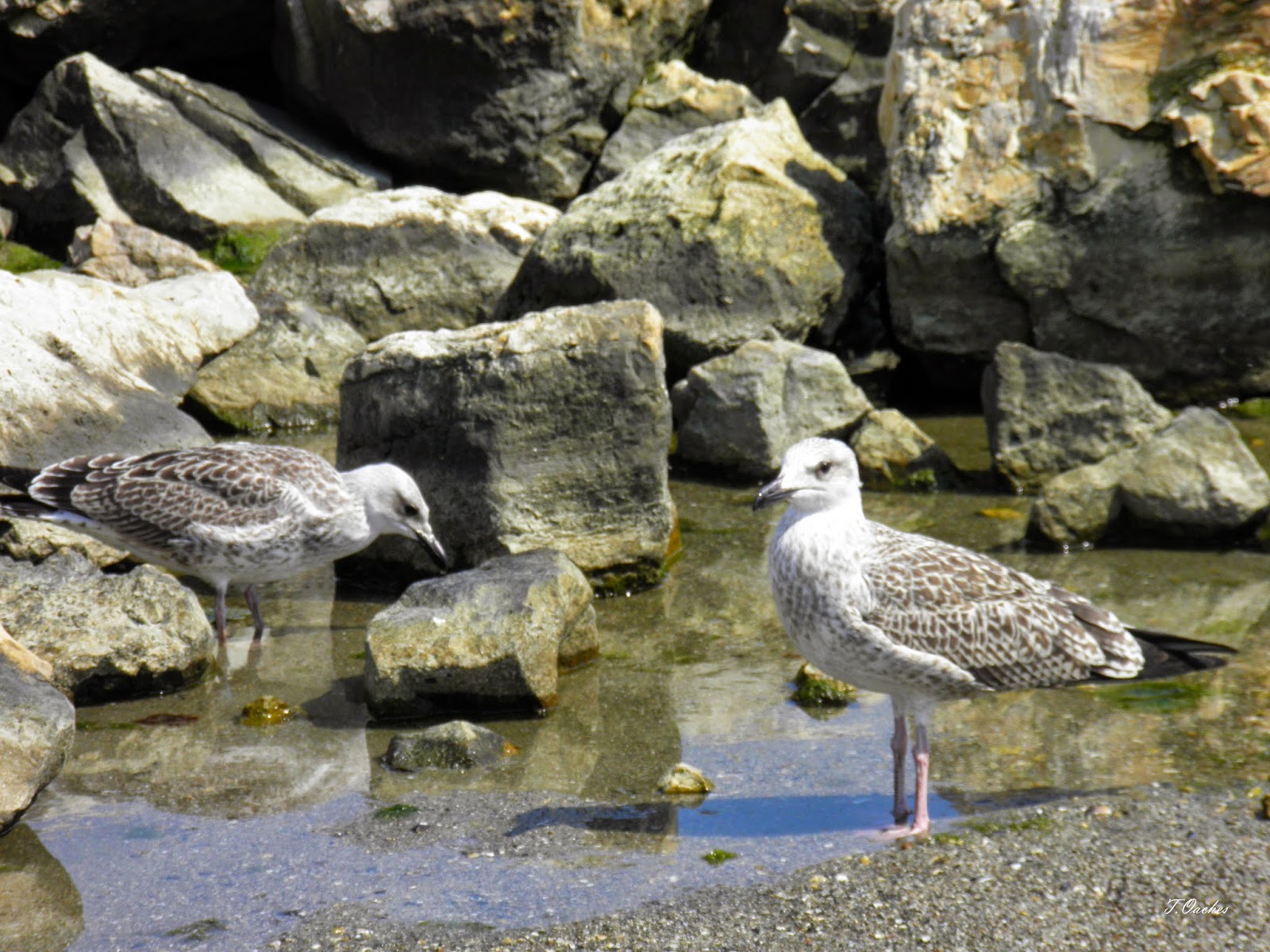 PASARI DIN ROMANIA: PESCARUS CU PICIOARE GALBENE, Larus michahellis