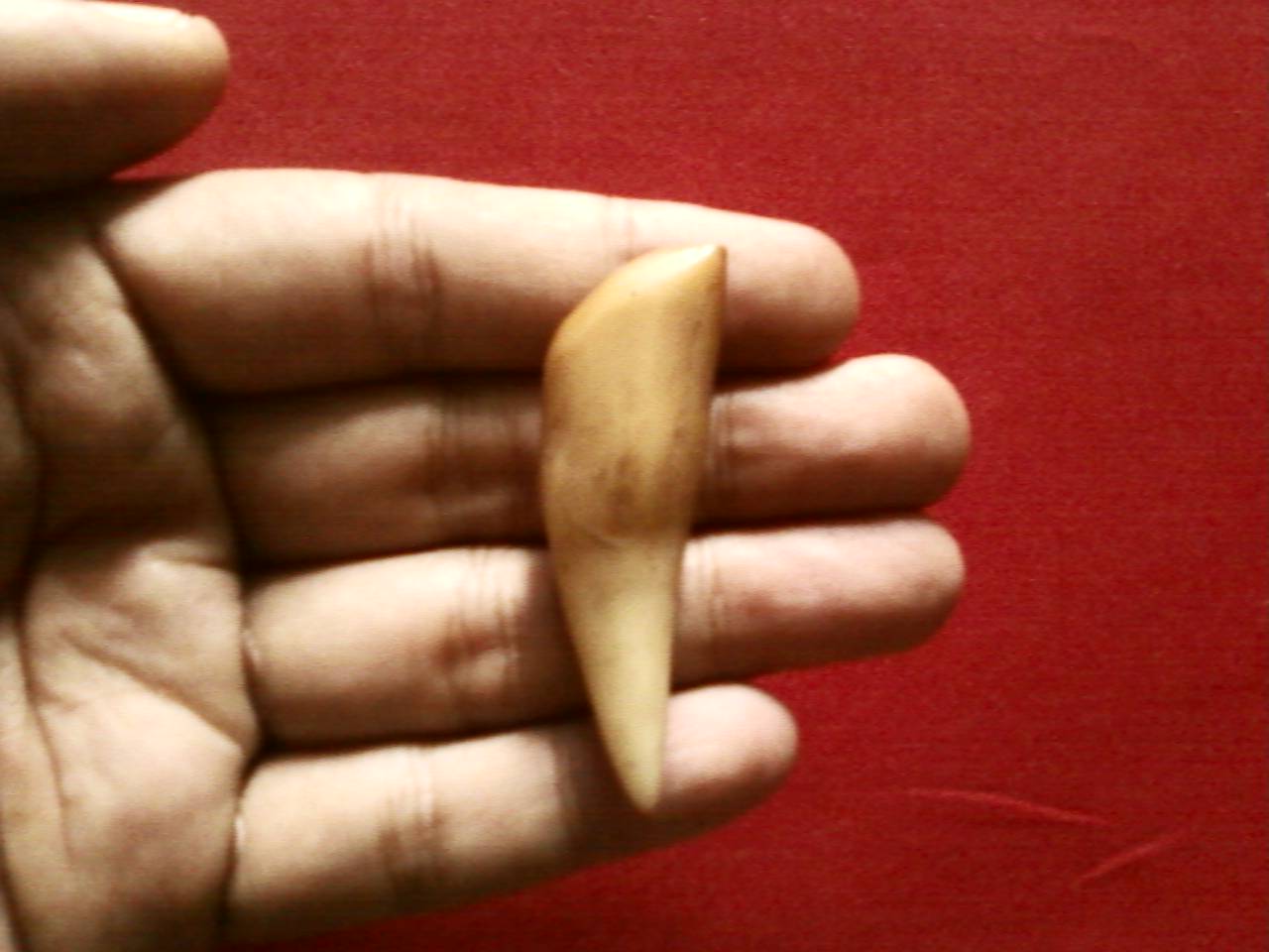 Benda Bertuah Indonesia: TARING HARIMAU - MACAN