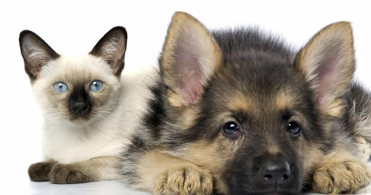 Photo de chat: Image de chat et chien ensemble