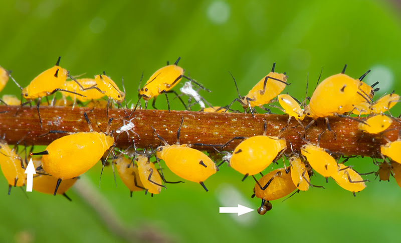 Zen Through a Lens: Aphis Nerii and I