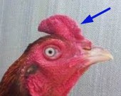 Ciri Jengger Ayam Bangkok yang Paling Dicari - Panduan Cara Main Sbobet