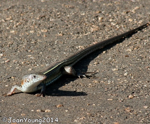 South African Photographs: Yellow-throated Plated Lizard (Gerrhosaurus ...