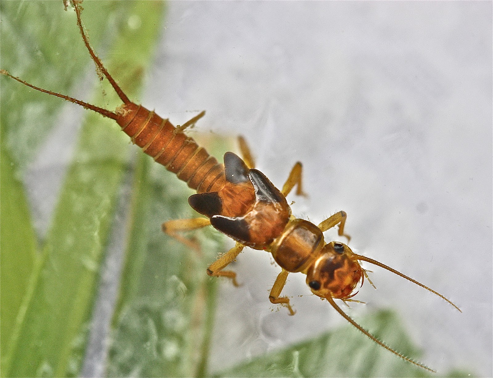 Aquatic Insects of Central Virginia: EPT Species List for Central ...