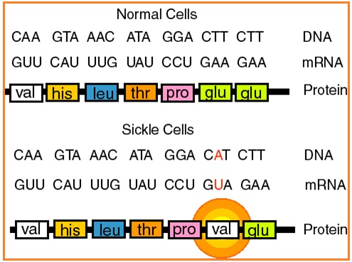 Mutasi, Sub Bab Pengertian dan Mutasi Gen - Biologi Edukasi: Belajar ...
