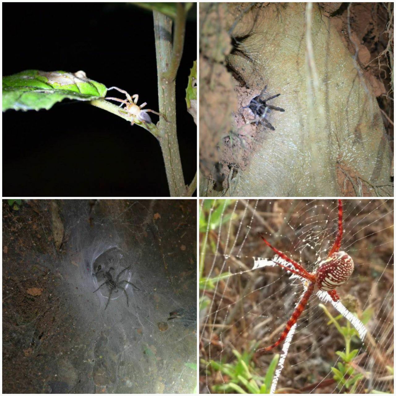 Agumbe karnataka ,Rainforest Research Station | TravelUFO । Musafir ...
