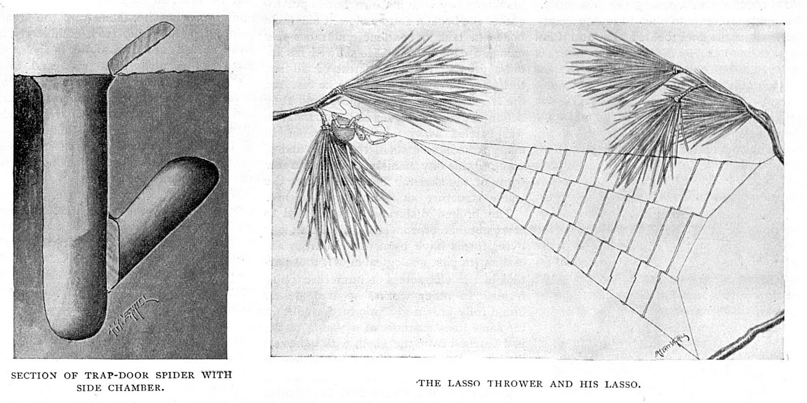 From Stillwater: Cobs and Cobwebs