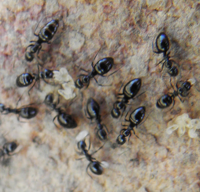 - Ants of Southern Africa -: Ant Catalogue: Southern Africa