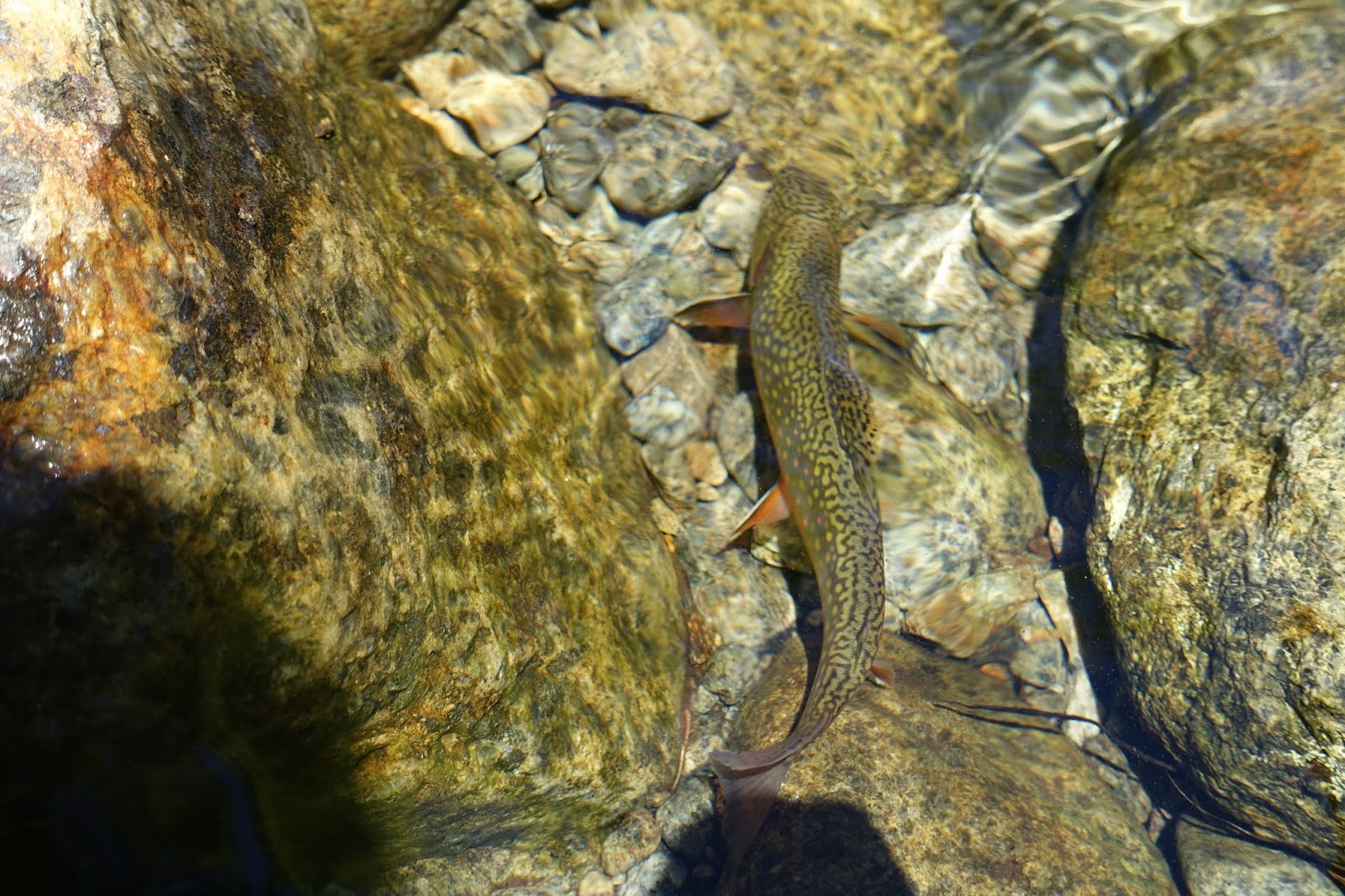Of Rock & Riffle: Northeast American Genryu #3 - NYC Tenkara Anglers in ...