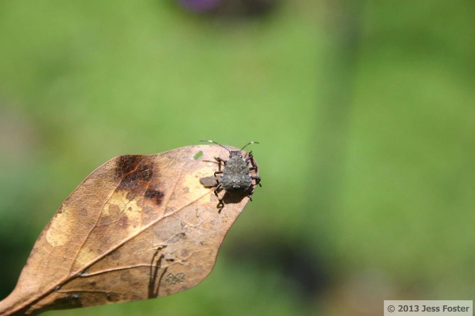 Sluggin' Along: Brown Marmorated Stink Bug Nymphs
