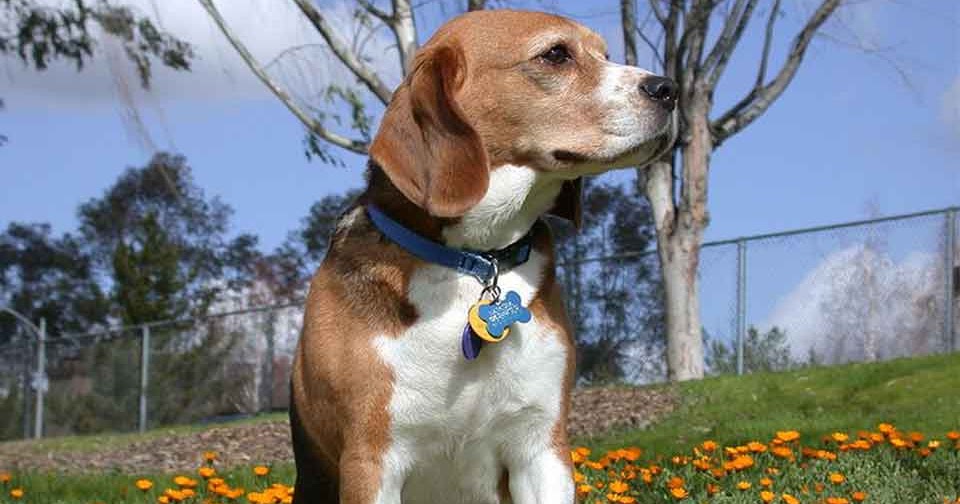 What is a Pedigree Dog? | Is Pedigree Good for Puppies?