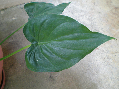 Hoja Cordada (cordata) - Botánica integra