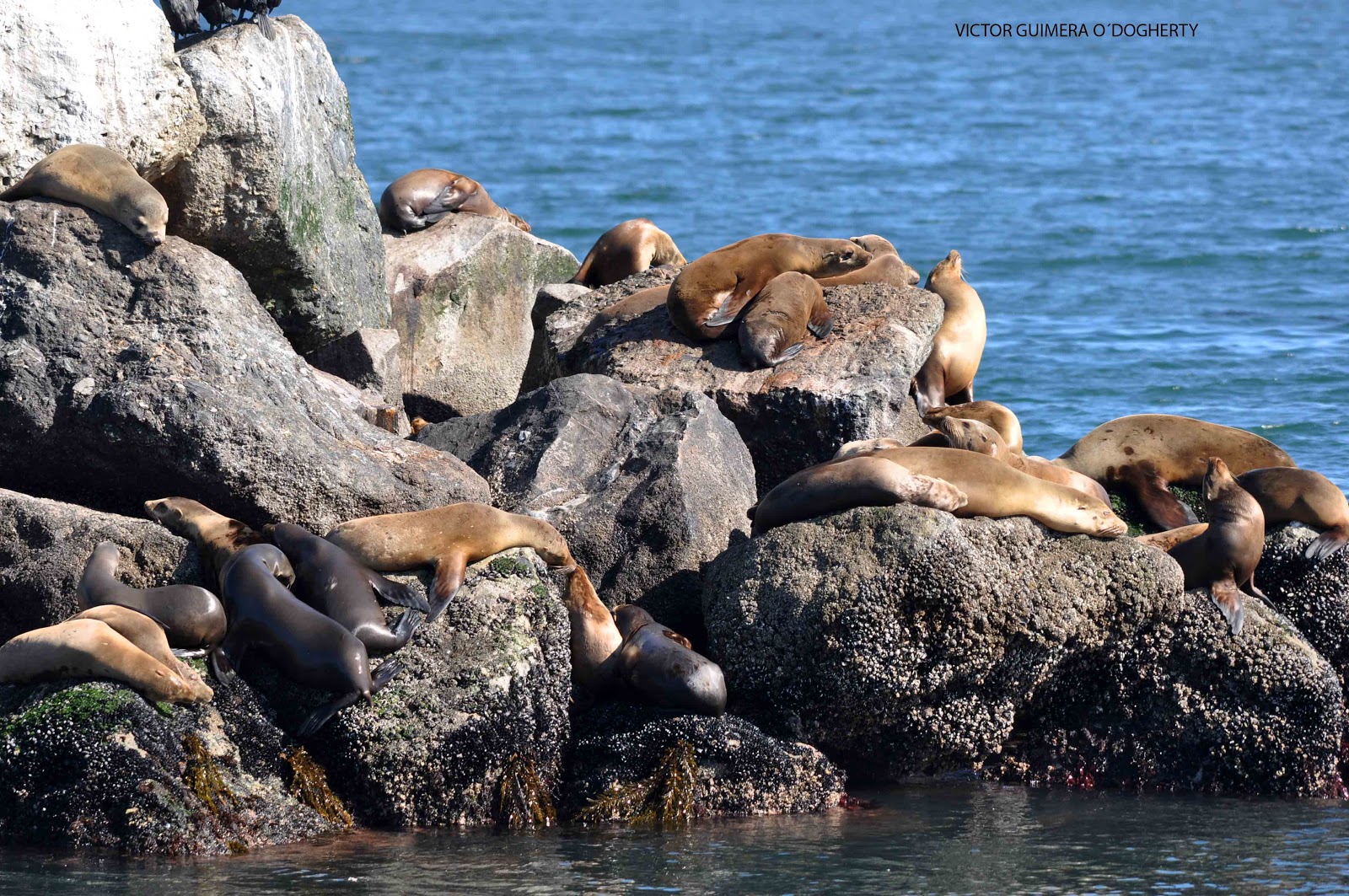 Mis imágenes de aves: julio 2017