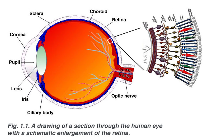 The Right Place To Get Health Reverences: Anatomy Retina
