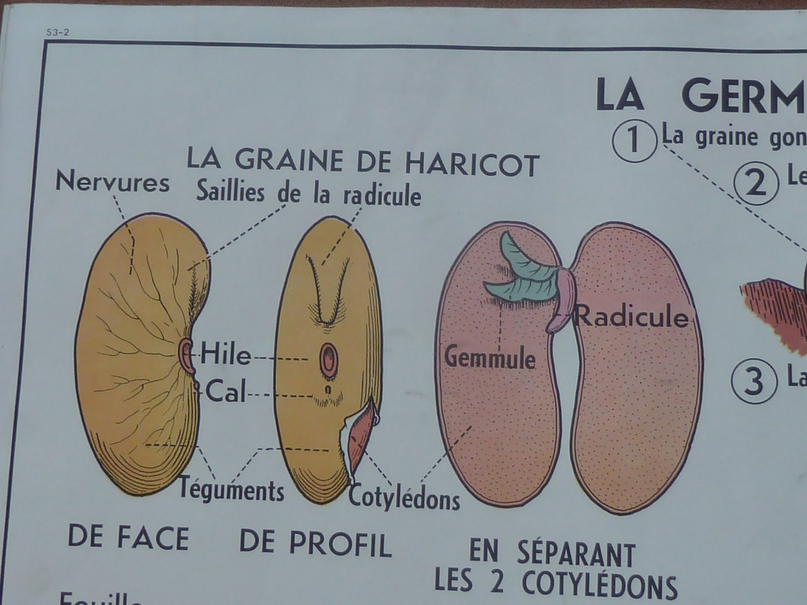 Ecole FMR 1000 Affiches scolaires: LA GRAINE LE HARICOT LA PLANTE ...