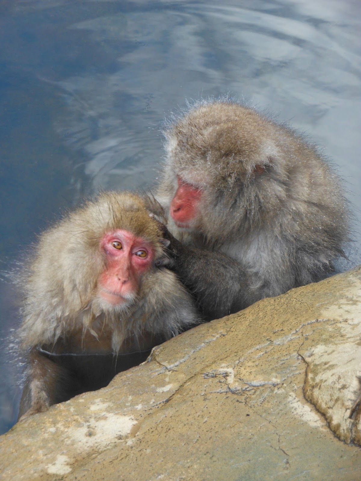 Hokkaido Kudasai: Snow Monkey Park