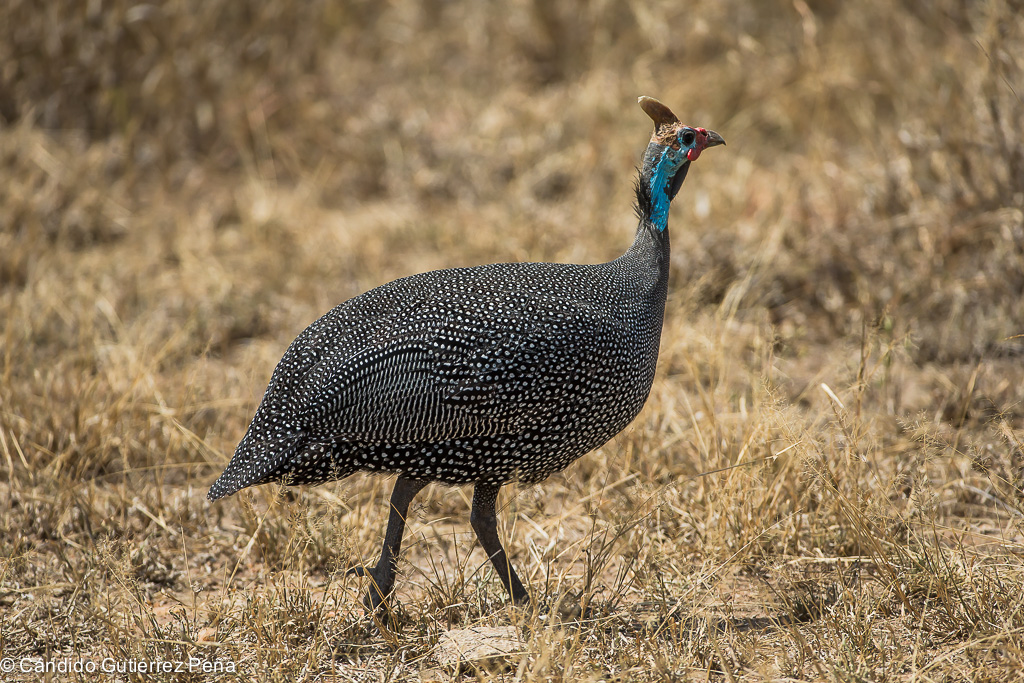 PINTADA COMUN - Numida Meleagris | Observatorio de la Naturaleza