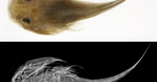 Species New to Science: [Ichthyology • 2017] Gobiesox lanceolatus • A ...