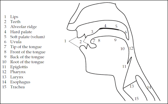 LINGUISTIC COMPONENTS: PHONETICS AND PHONOLOGY