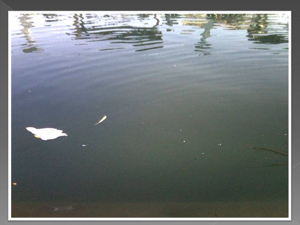 ziarat of Iraq: Nahr al Furat/ Euphrates River (Karbala- Iraq)