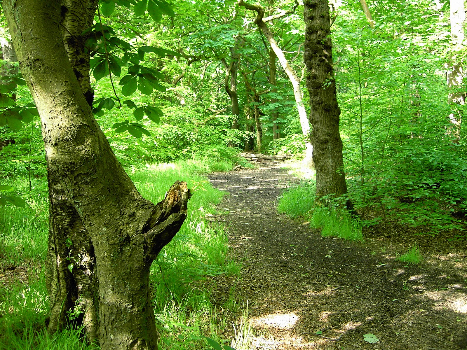 Top 35 Beautiful And Fabulous Paths Wallpapers In HD