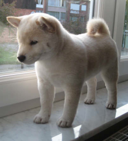Shiba Inu World: White Shiba Inu - Pure White Shibas!