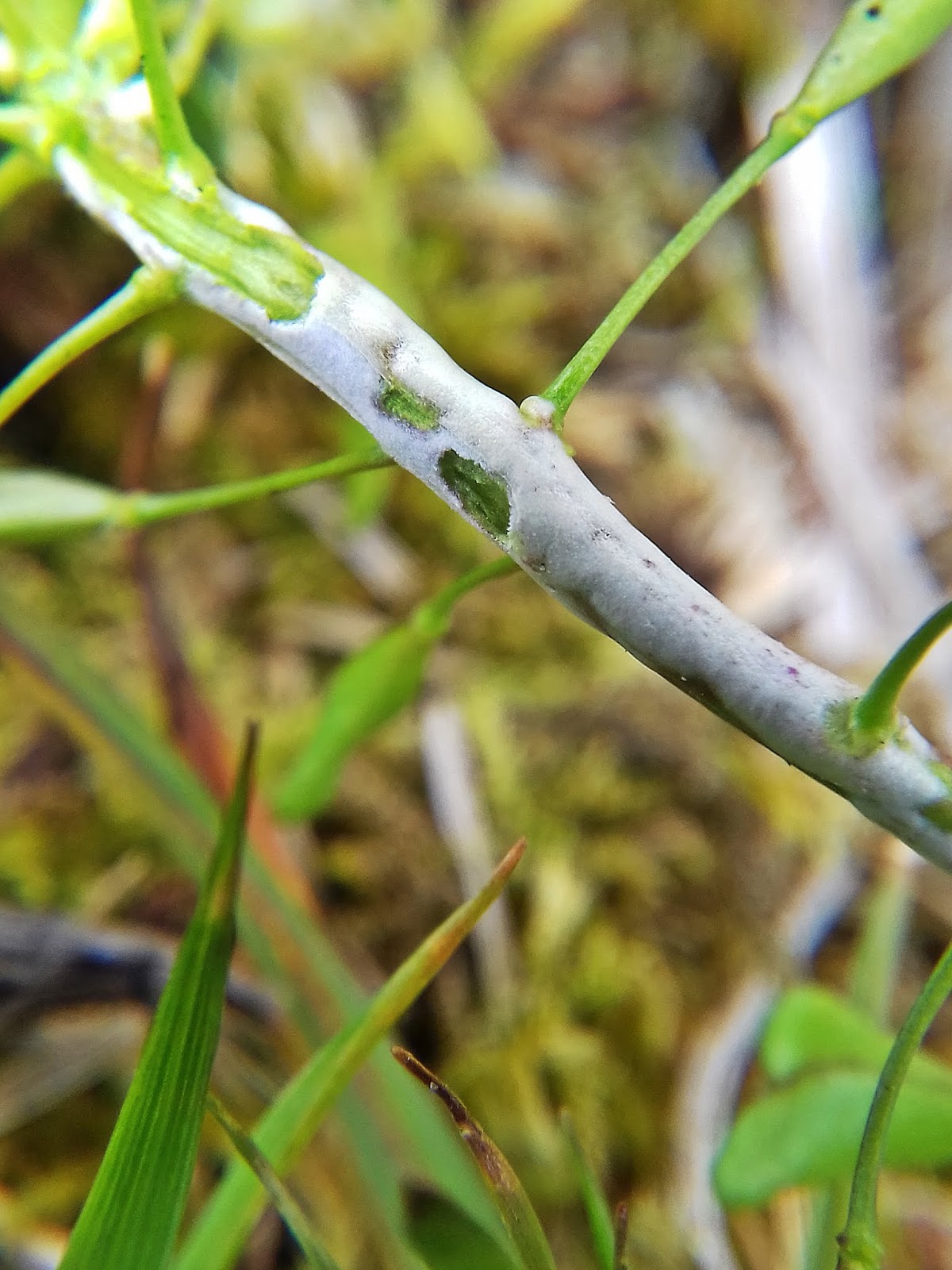 Setas y Hongos de Tineo : ALBUGO CANDIDA (Pers.) Roussel