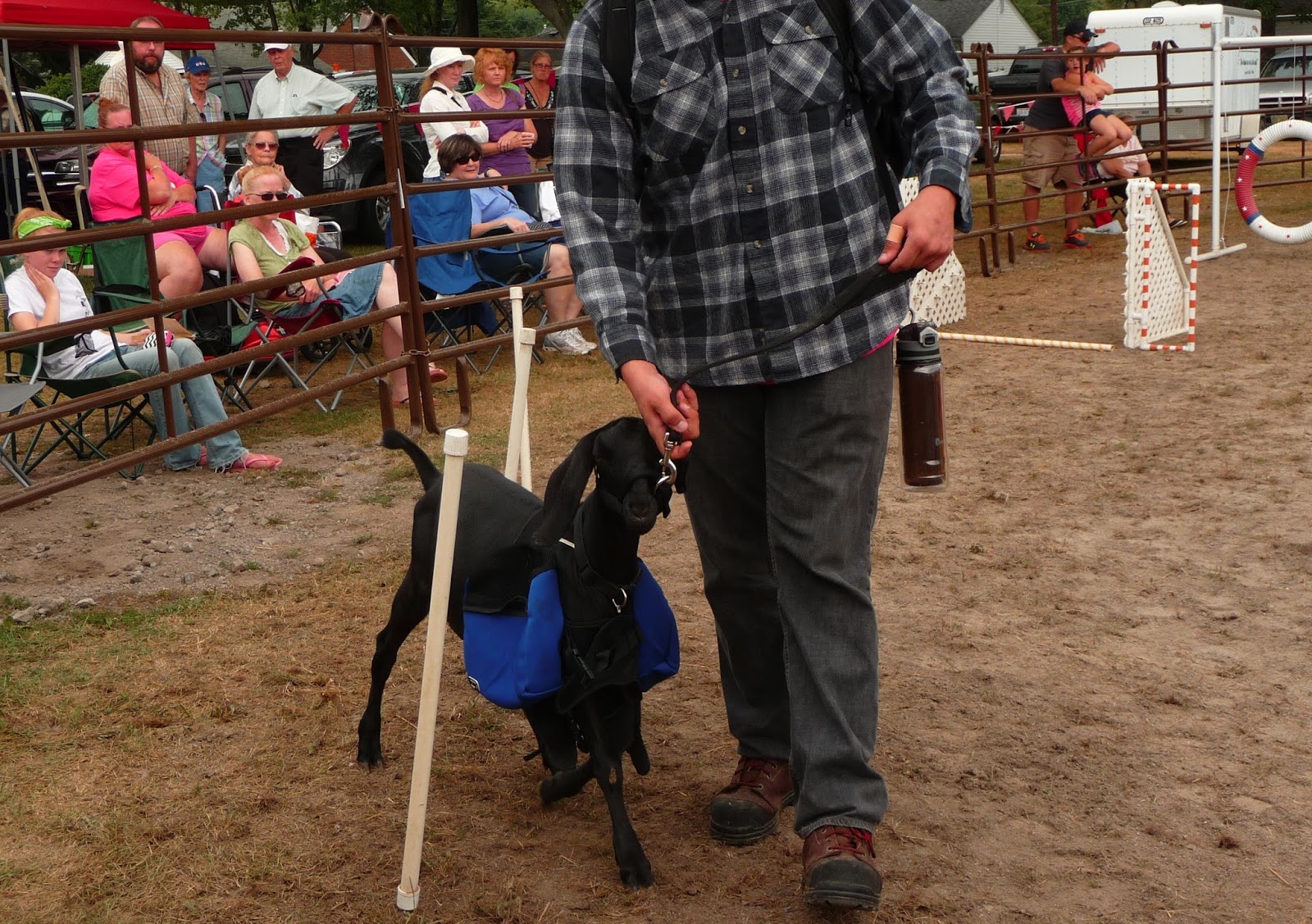 Wild Rose Farm: Cow Pies, Sheep, & A Goat Competition!