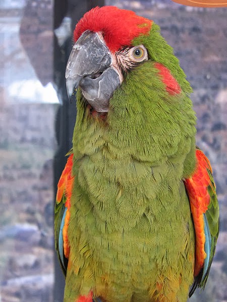 Ara Rubrogenys ~ LoroMania