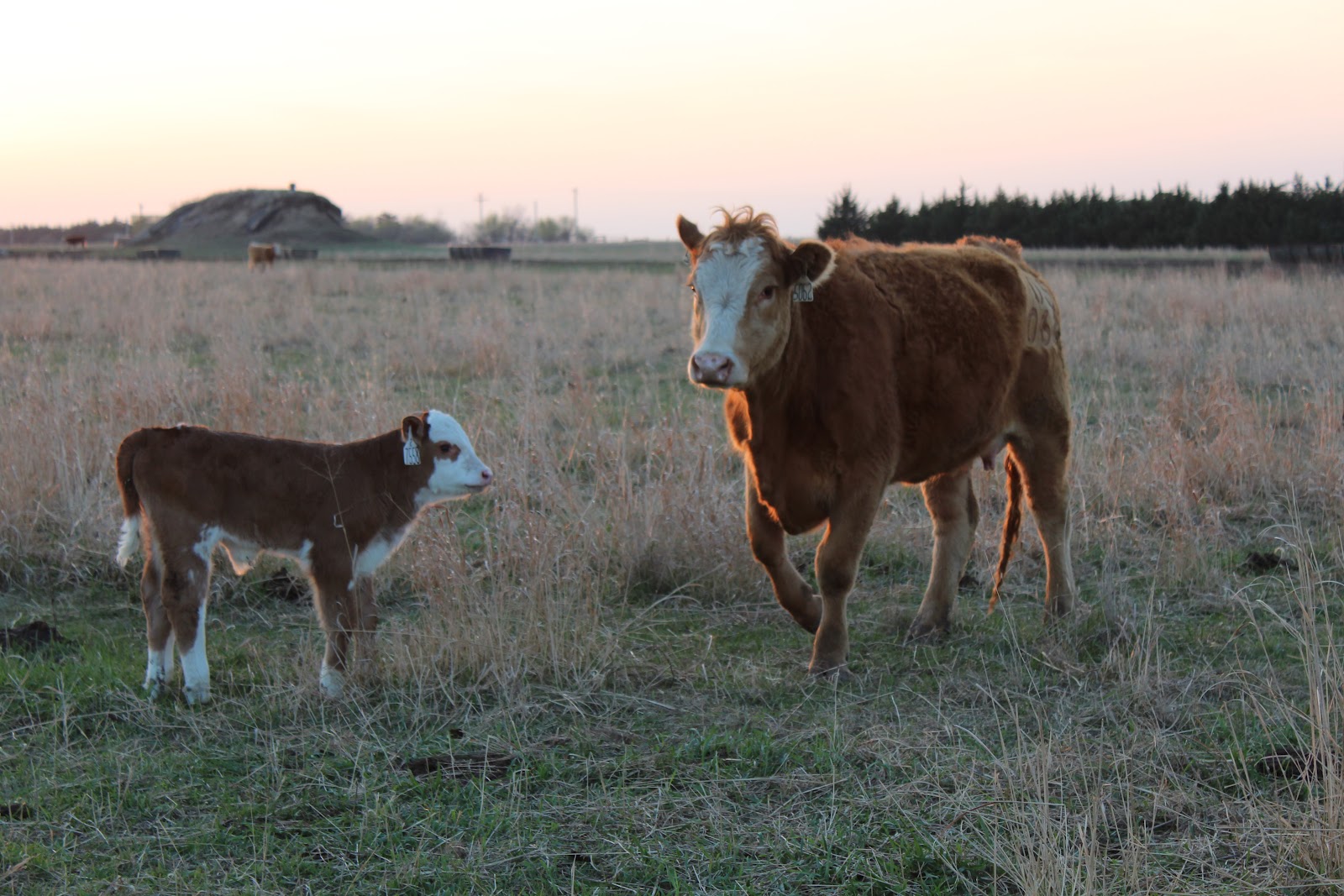 The Ninth Year...: Beef Cattle Calving in Clay Center, Nebraska