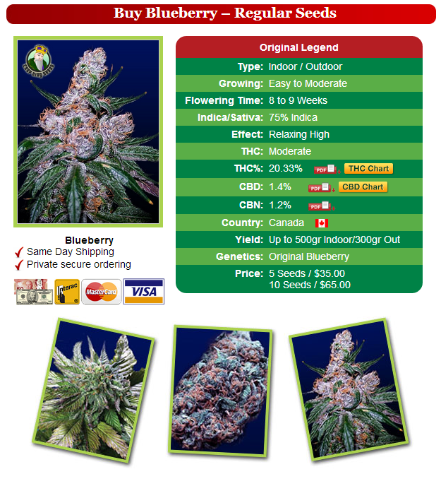 Tips On How To Grow and Care Your Marijuana Seeds Effectively: Growing ...