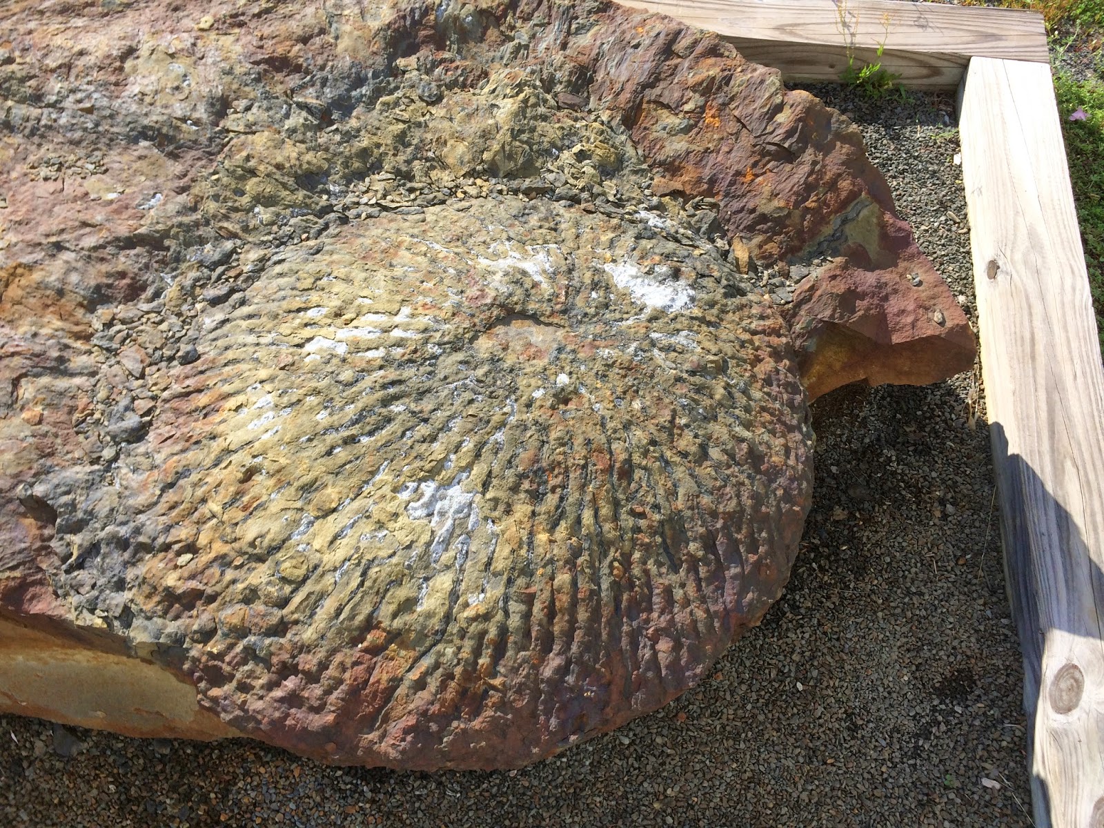 venturing4th: Gilboa Forest