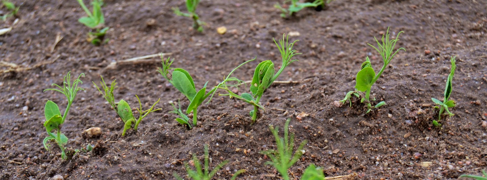 Stateline Producers Cooperative