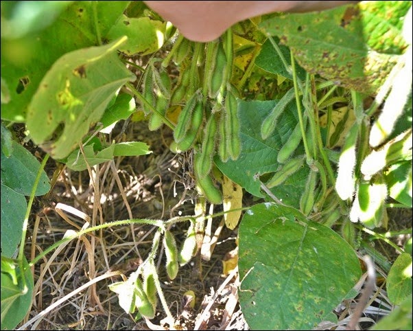 show me the love ----------: RUPA POKOK KACANG SOYA