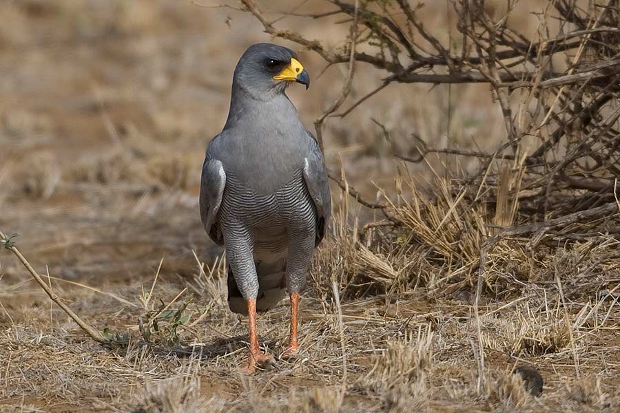 Bird Guide: Raptors and special moments