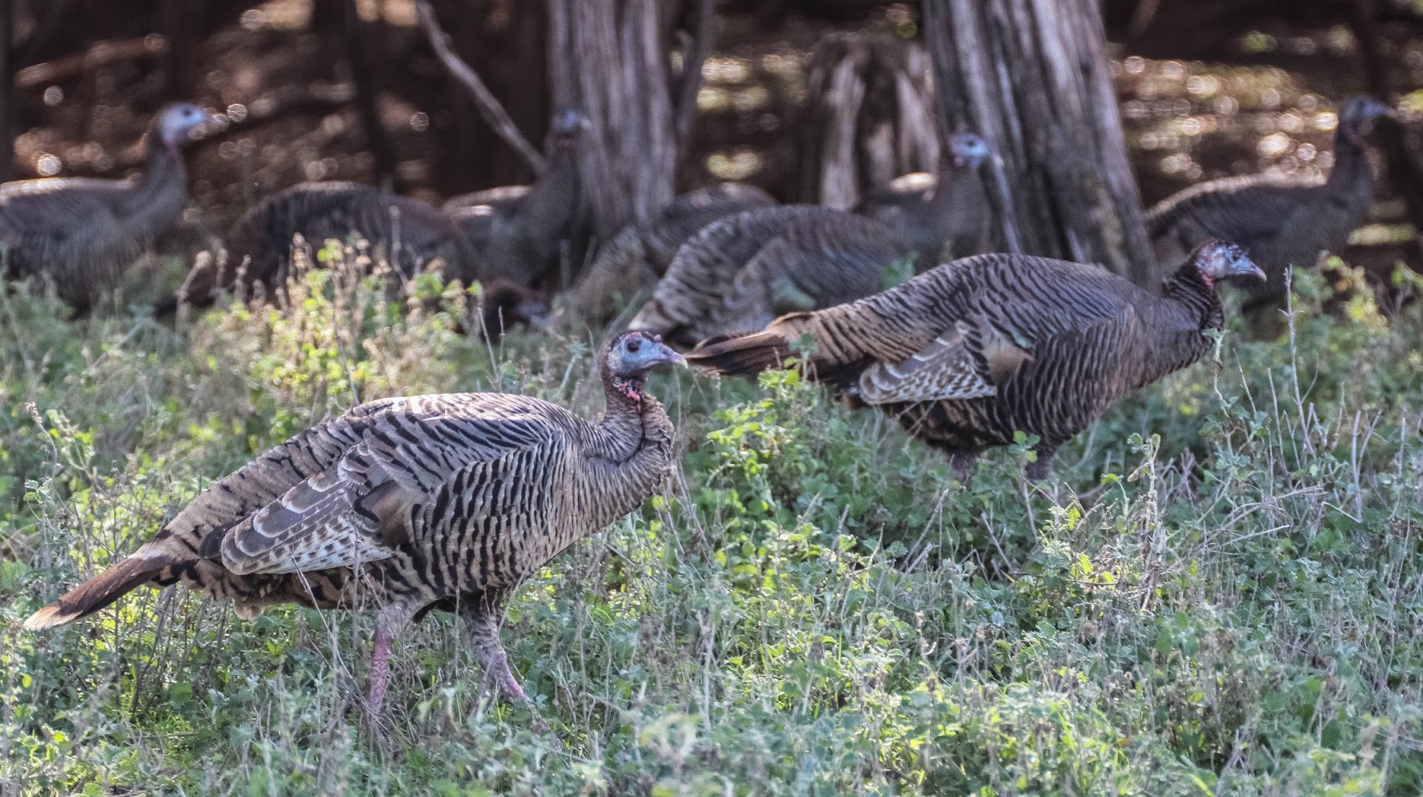 Cannundrums: Rio Grande Wild Turkey