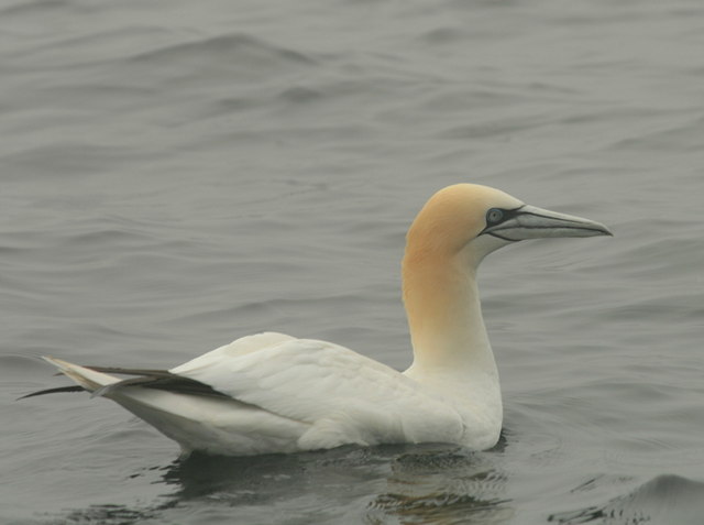 Solan goose | Facts About All