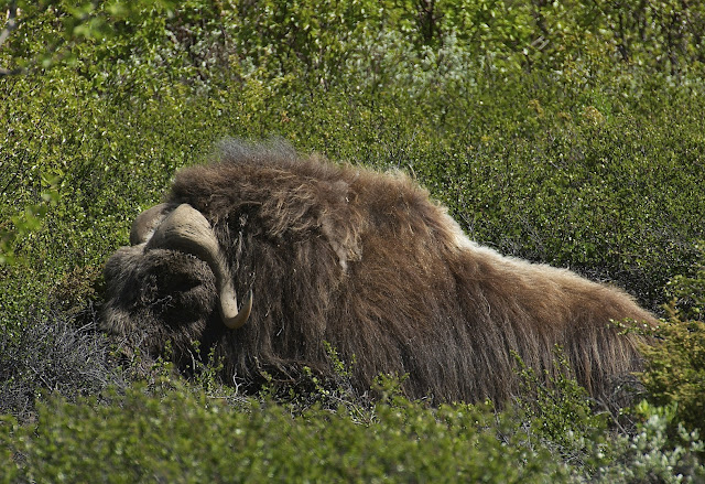 Naturfoto Einar Hugnes: Moskus i vegkanten over Dovrefjell