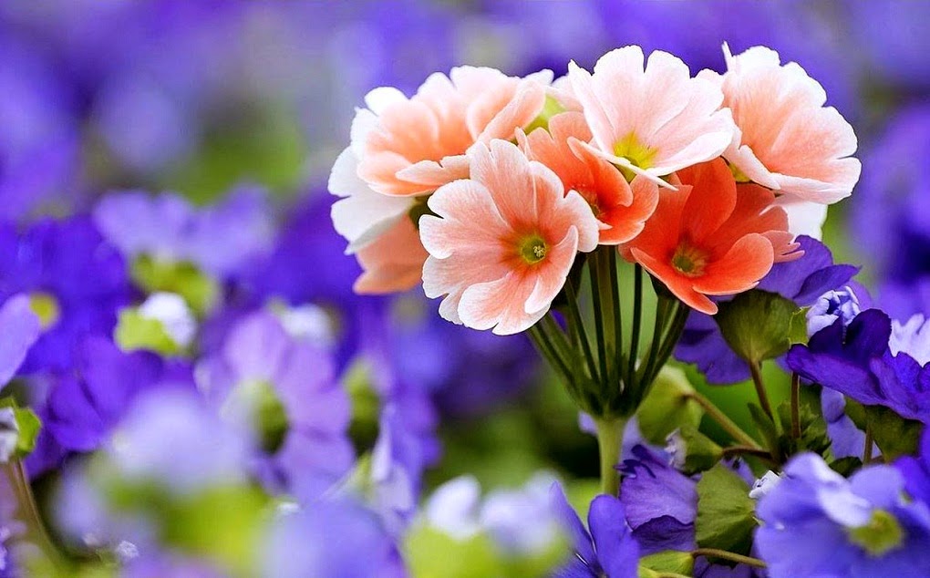 Indahnya Musim Bunga - Relaks Minda