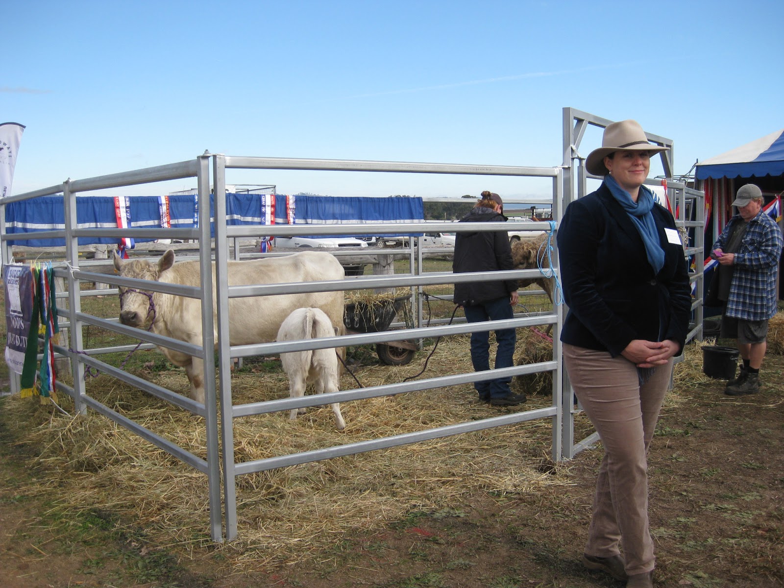 JAVID SQUARE MEATERS CATTLE STUD: NEWS