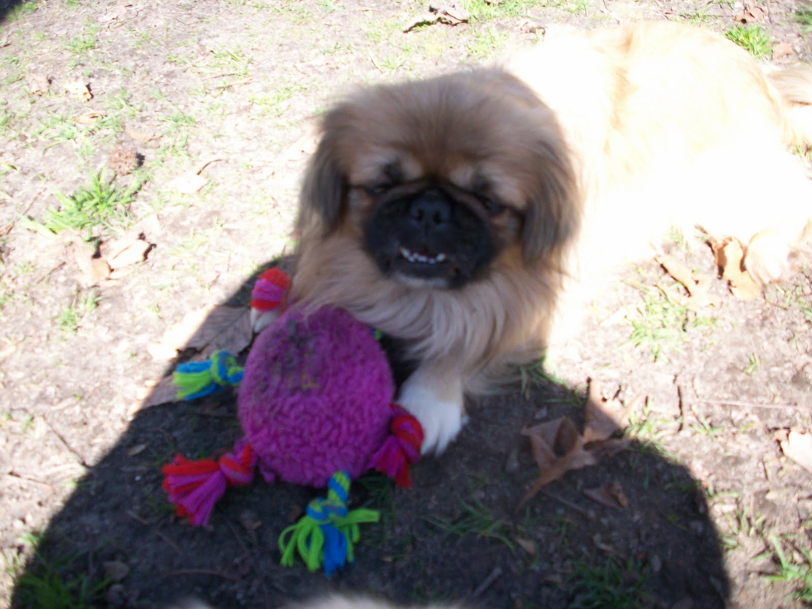 Must Love Pekes: TY-TY