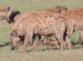 Notes From Kenya: MSU Hyena Research: SOUNDS OF KENYA: Whoops large and ...