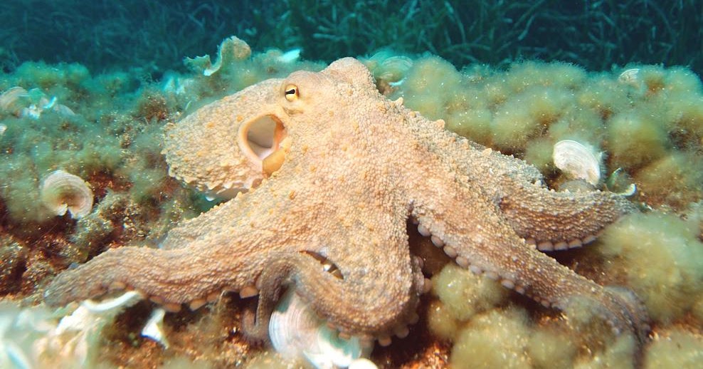 La inteligencia de los pulpos