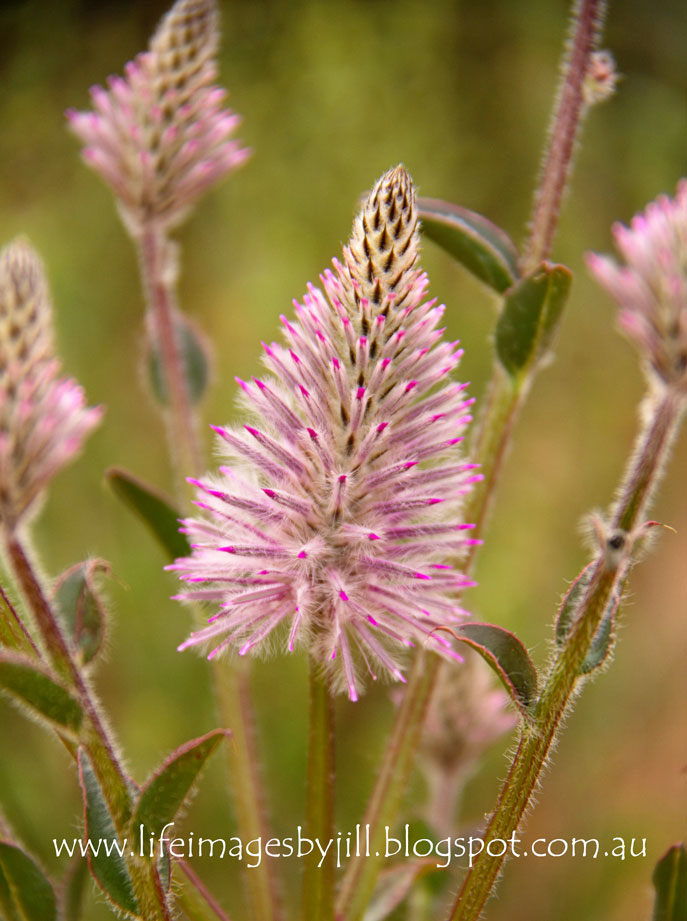 Life Images by Jill: For love of the Mulla Mulla - Western Australian ...