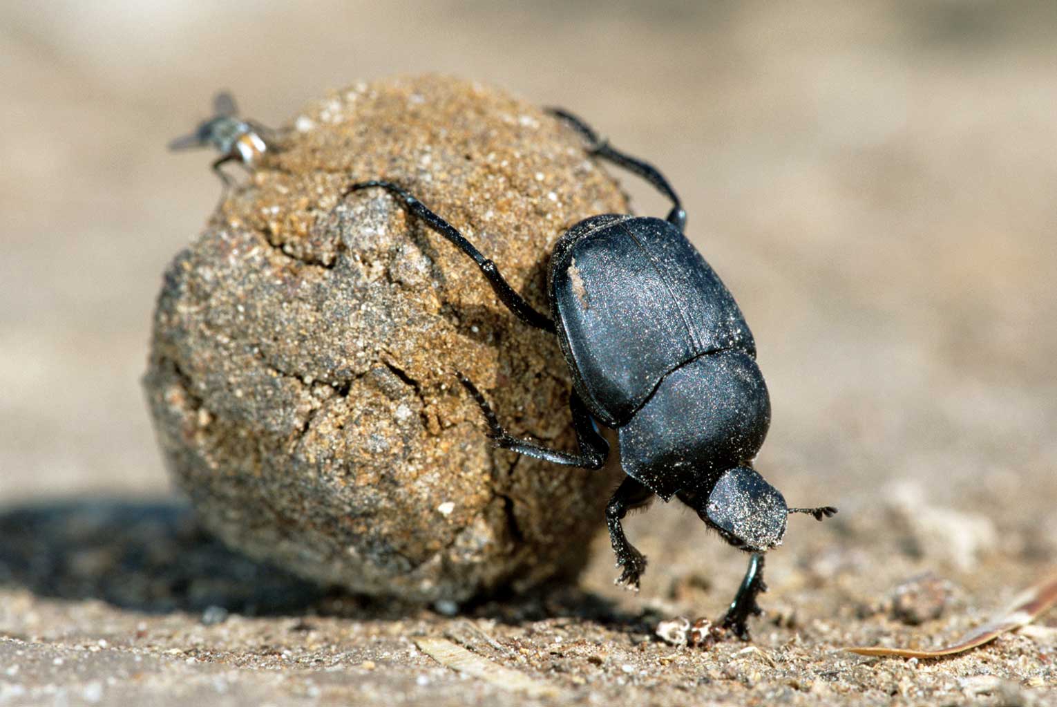 Rosa Rubicondior: Dung Beetles Bury Creationism