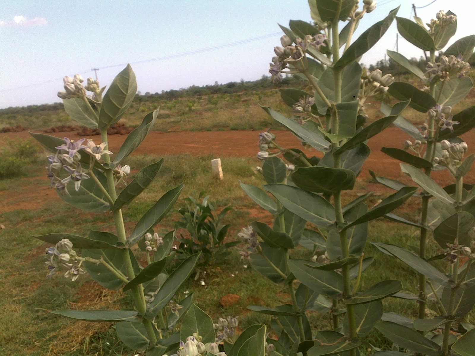 Techie2Aggie: Secret organic recipe is out!!