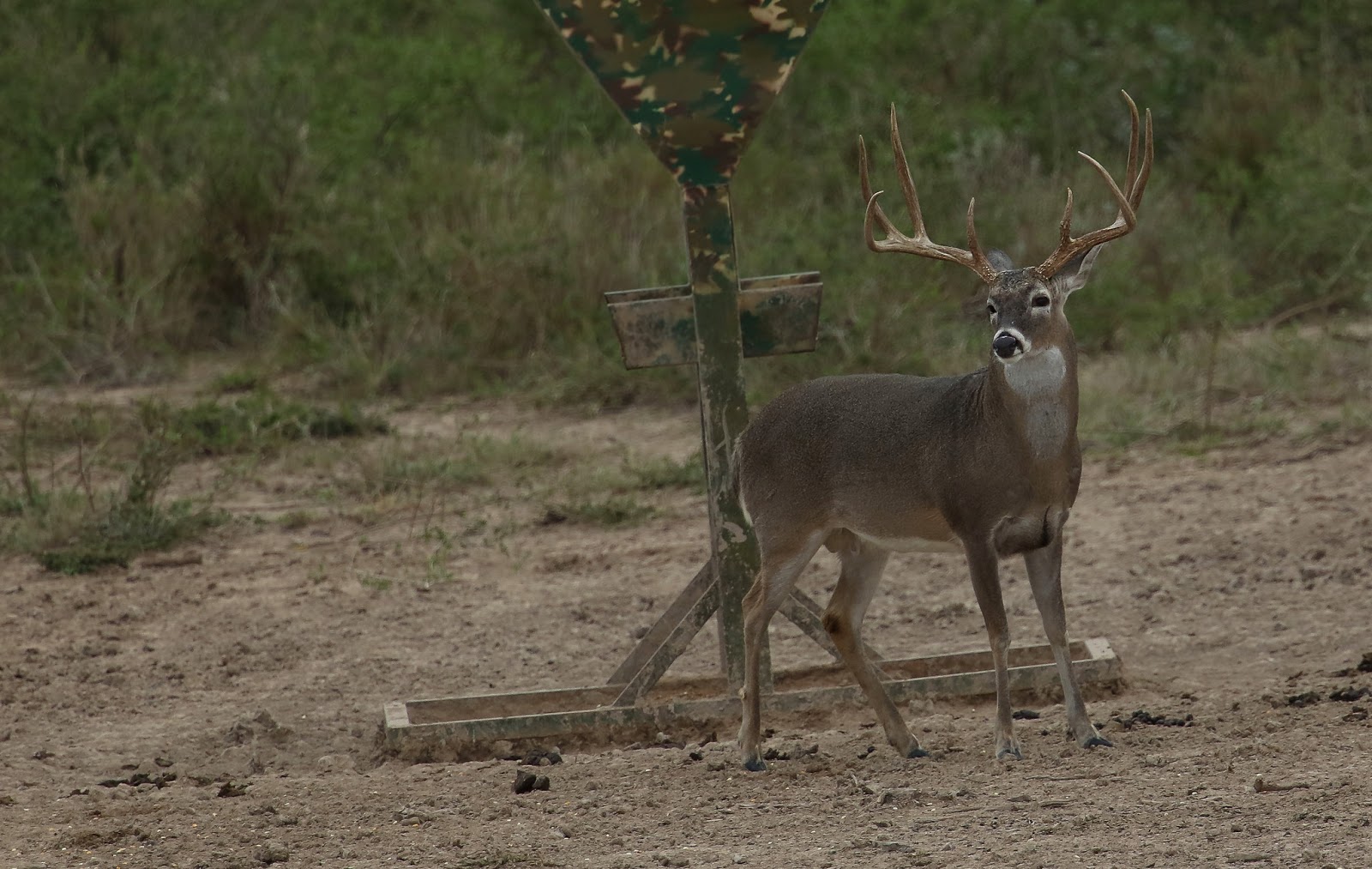 Cazador Mexicano: Una muestra de la fauna del Rancho de nuestro amigo Jorge