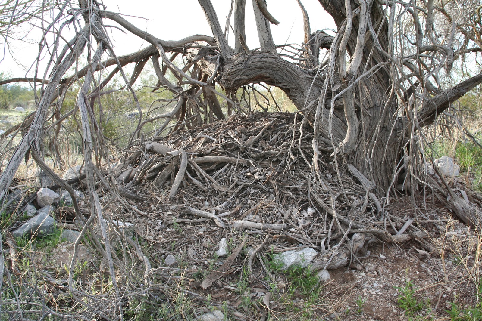 Practical Biology: science for everyone: Pack Rat Middens and History ...